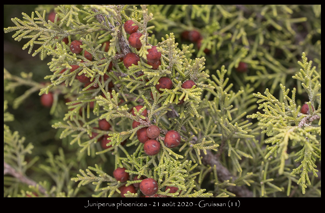 Juniperus phoenicea